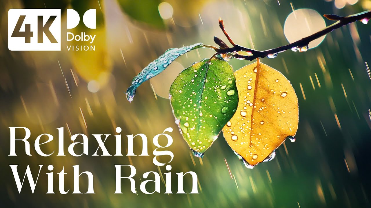 Most Relaxing Moment with Rain in the Forest | 4K Real Rain Sounds (NO ADS) - YouTube