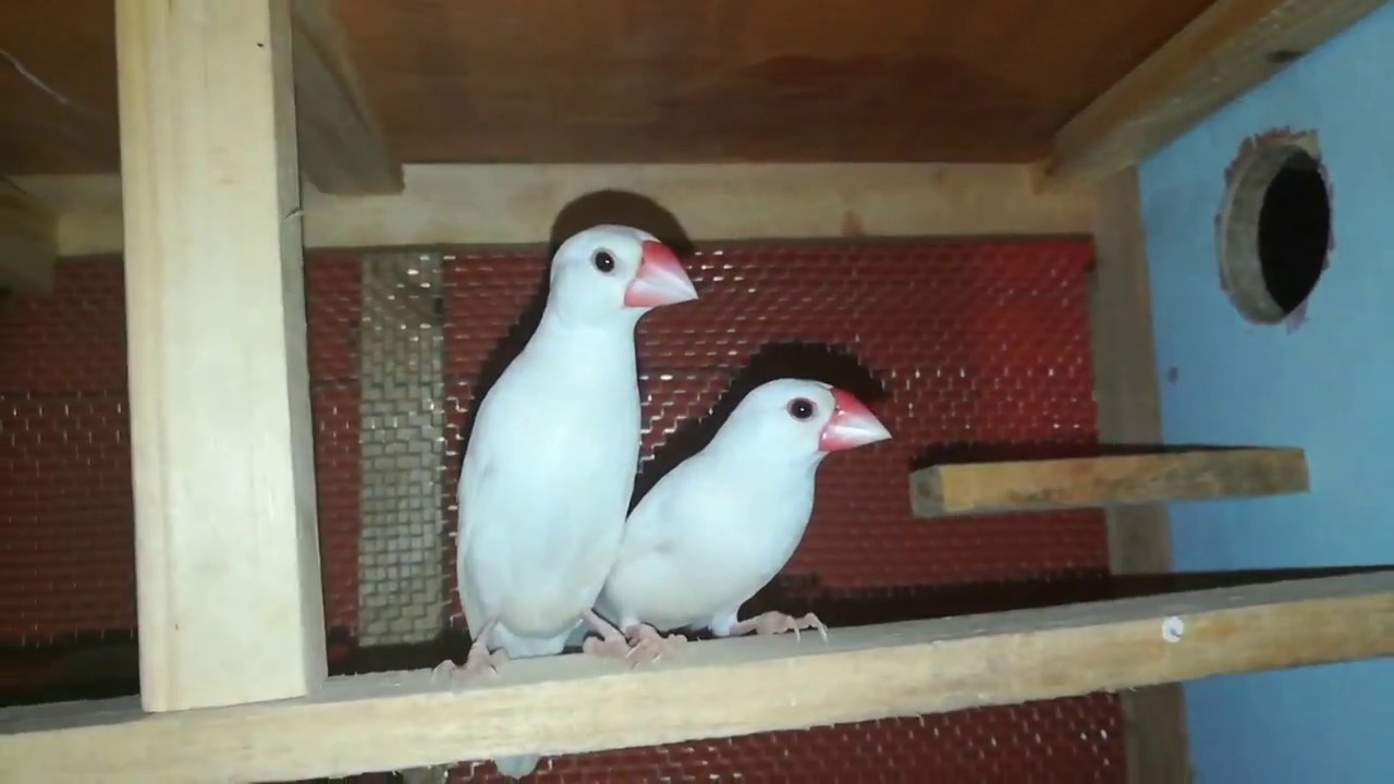 Java bird Aviary - YouTube