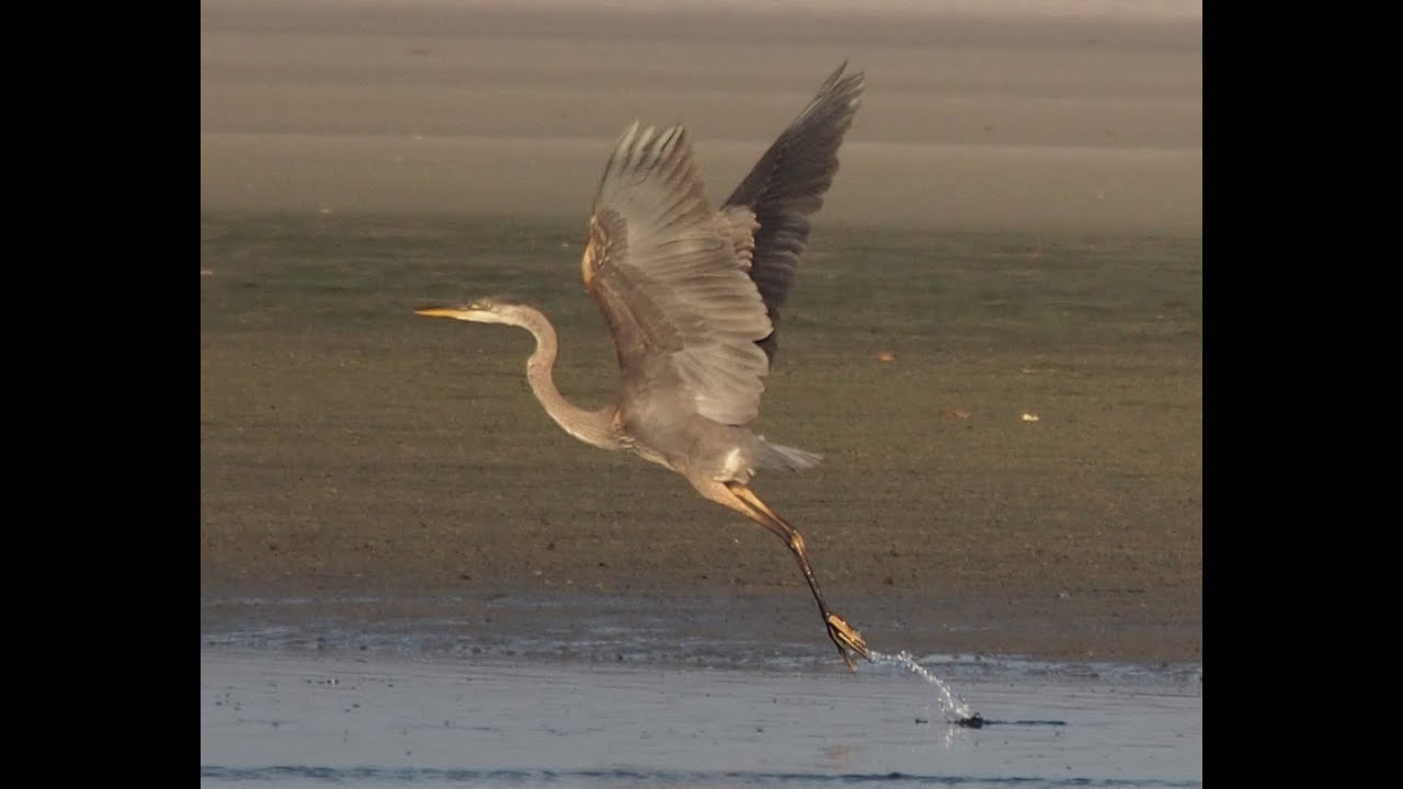 The Great Blues Blues - YouTube