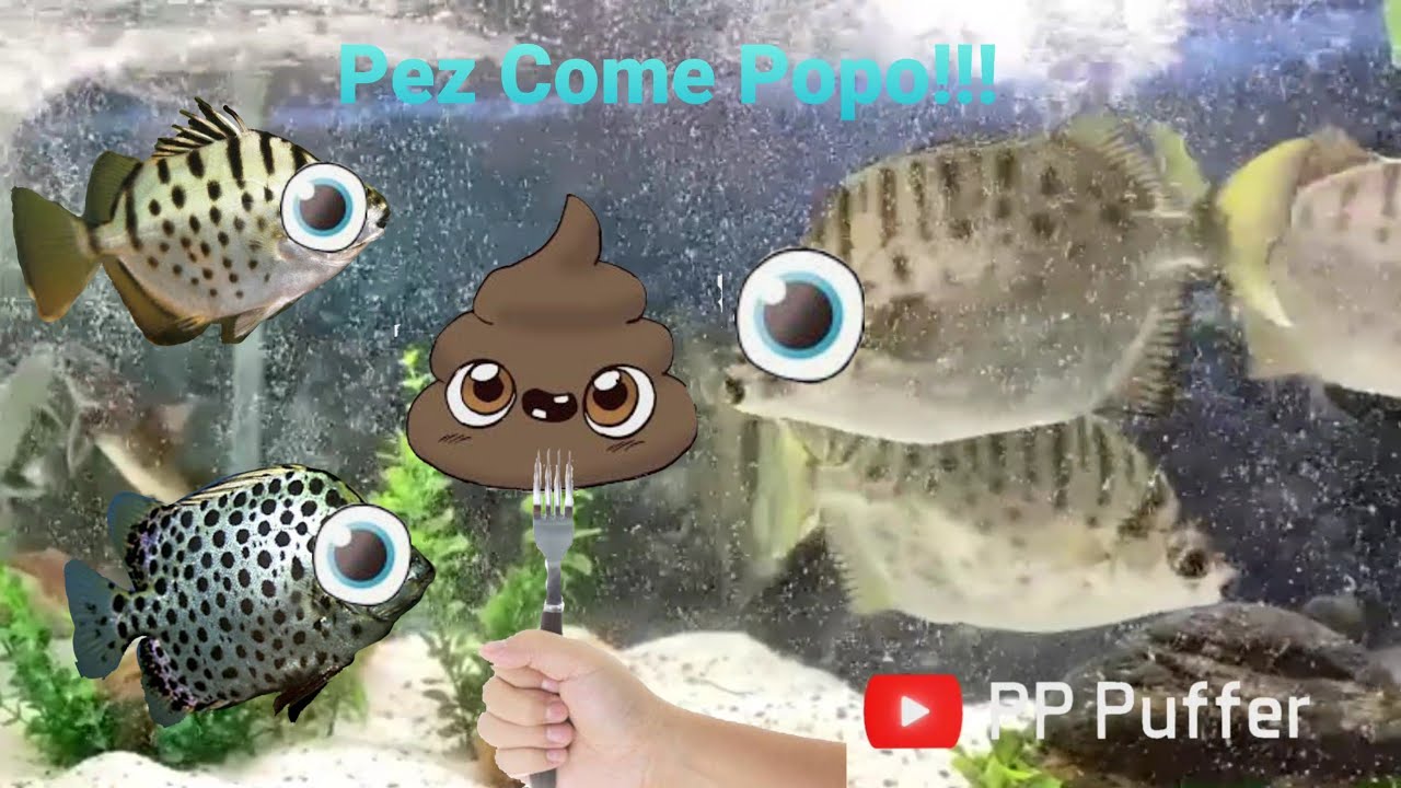 Pez Scatophagus Argus y Silver - YouTube
