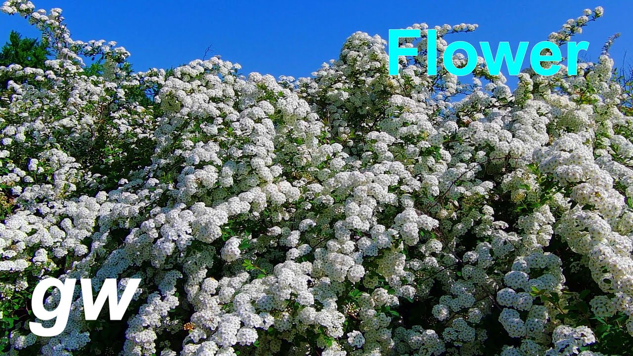 b40428 전주수목원 콩조팝나무 . 4K . Consonant pop tree - YouTube