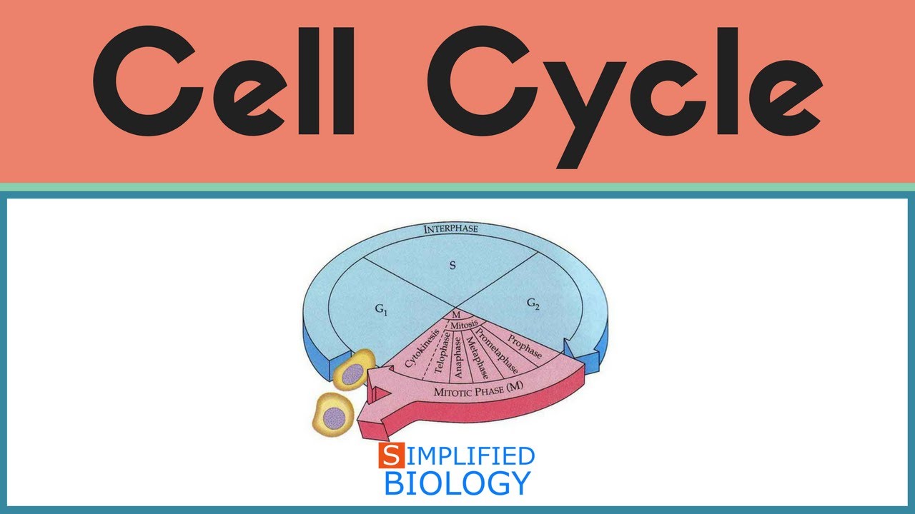 Cell Cycle for NEET, AIPMT, AIIMS, MCAT, JIPMER. - YouTube