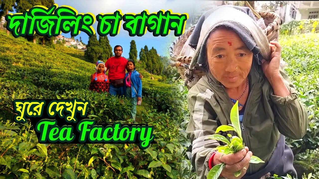 Happy Valley Tea Garden | Darjeeling Tea Factory | Darjeeling Tour ...