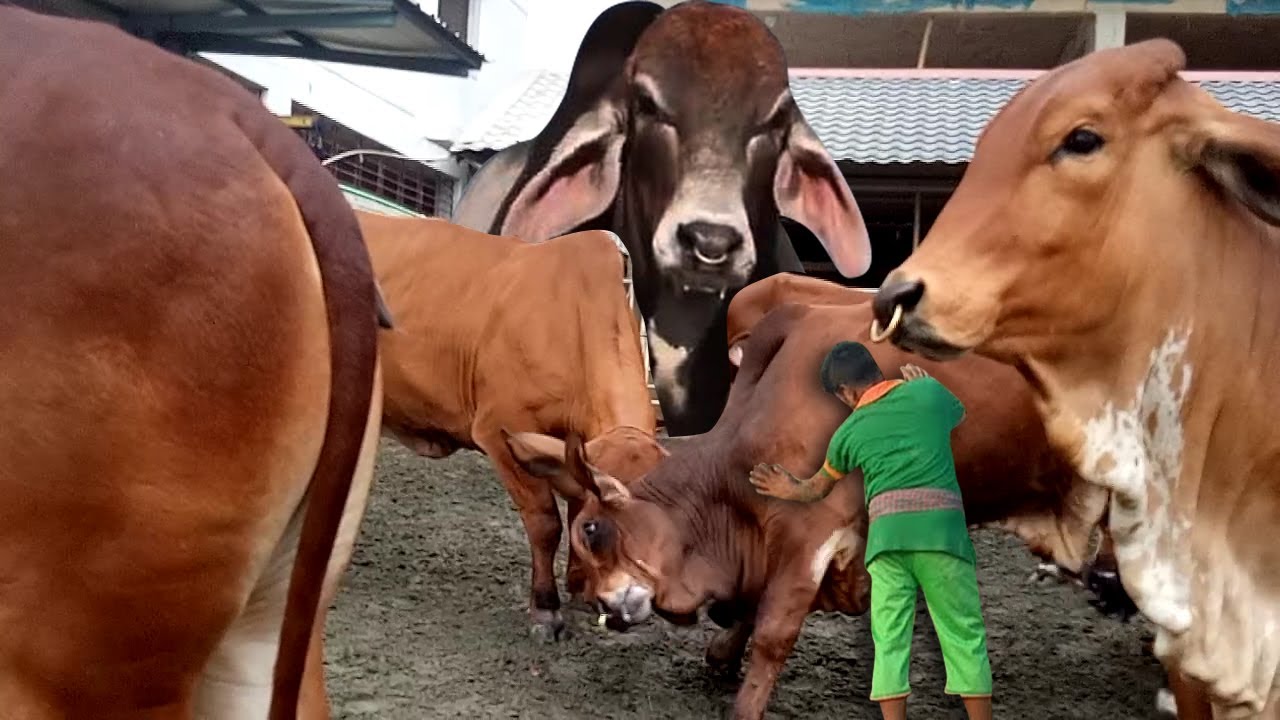 Gabtoli gorur haat 2019 - Big cow in Dhaka - Big brahman cow 2020 - YouTube