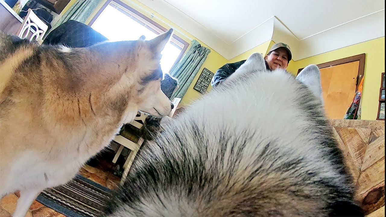 Dogs Eye View with the GoPro 7 - YouTube