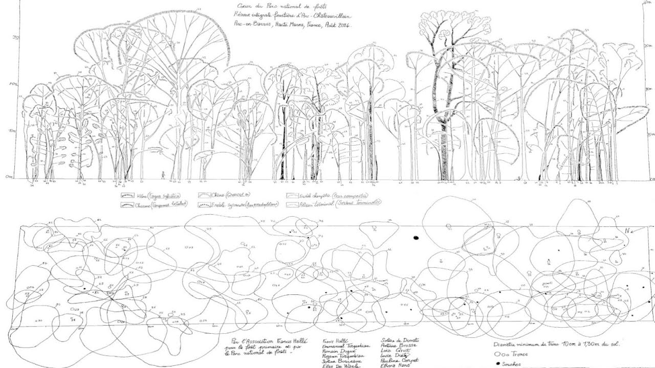 Présentation du "Profil Forestier" au Parc National de Forêts - YouTube