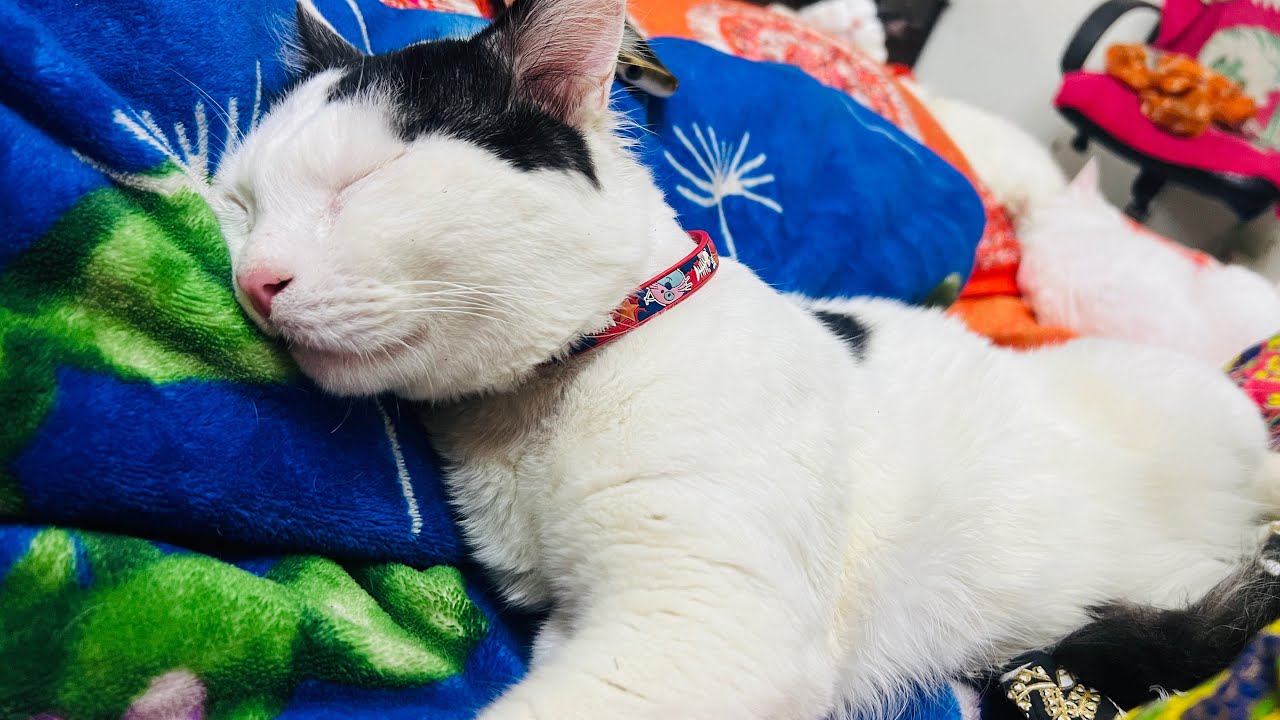 আমার বিড়ালের জালায় কোনো কাজ করা যায় না 😡। Kaltu Raz। Cat Vlog। - YouTube