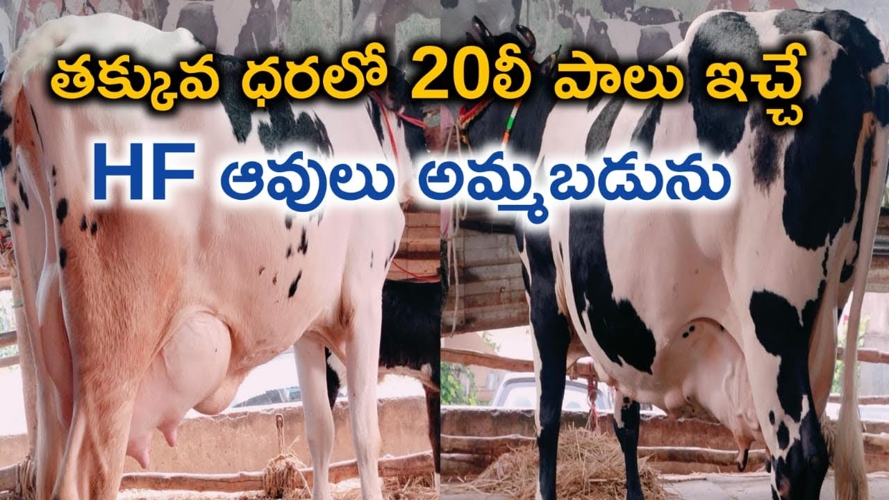 20 liters Pure Quality HF cows Prices in Andhra 9866946902 - YouTube
