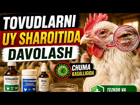 Tovuqlarda CHuma KASALLIGINI DAVOLASH Usuli
