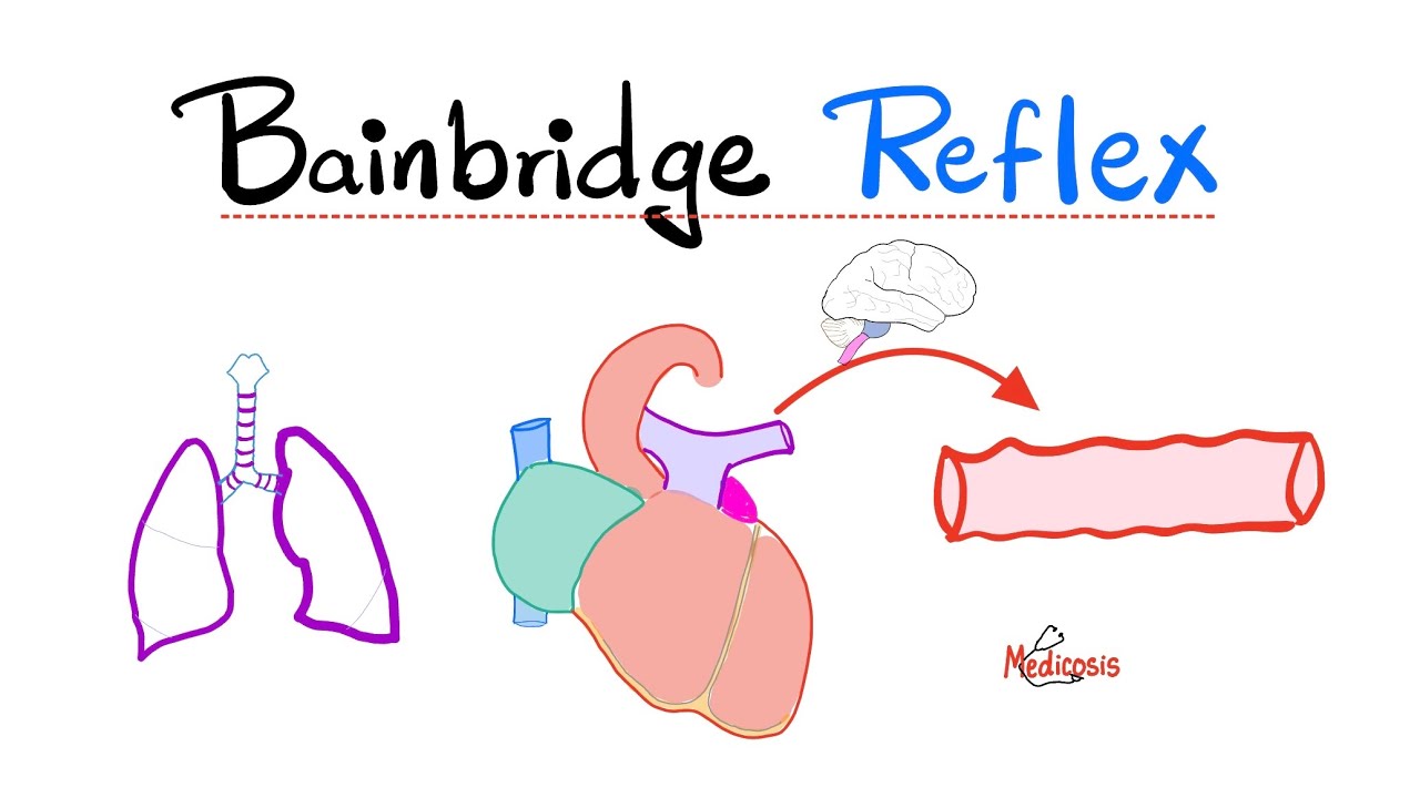 Bainbridge Reflex - Cardiopulmonary Mechanoreceptors - Vasomotor center ...