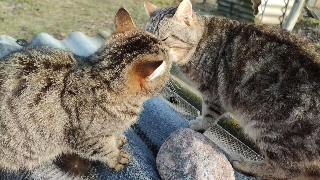 Котячі поцілунки. Любов у саду😻🔆🌳 #коти #прикол #природа #cat #funny # ...