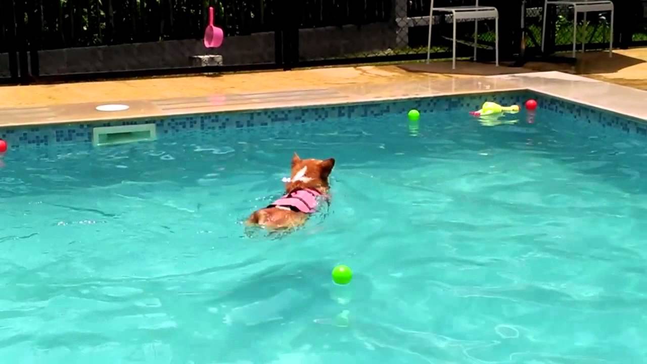Barney swim for the first time - YouTube