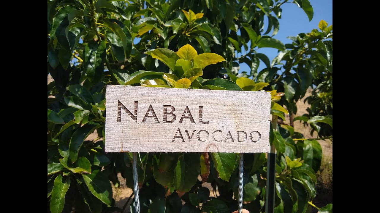 Nabal avocado tree: a profile - YouTube