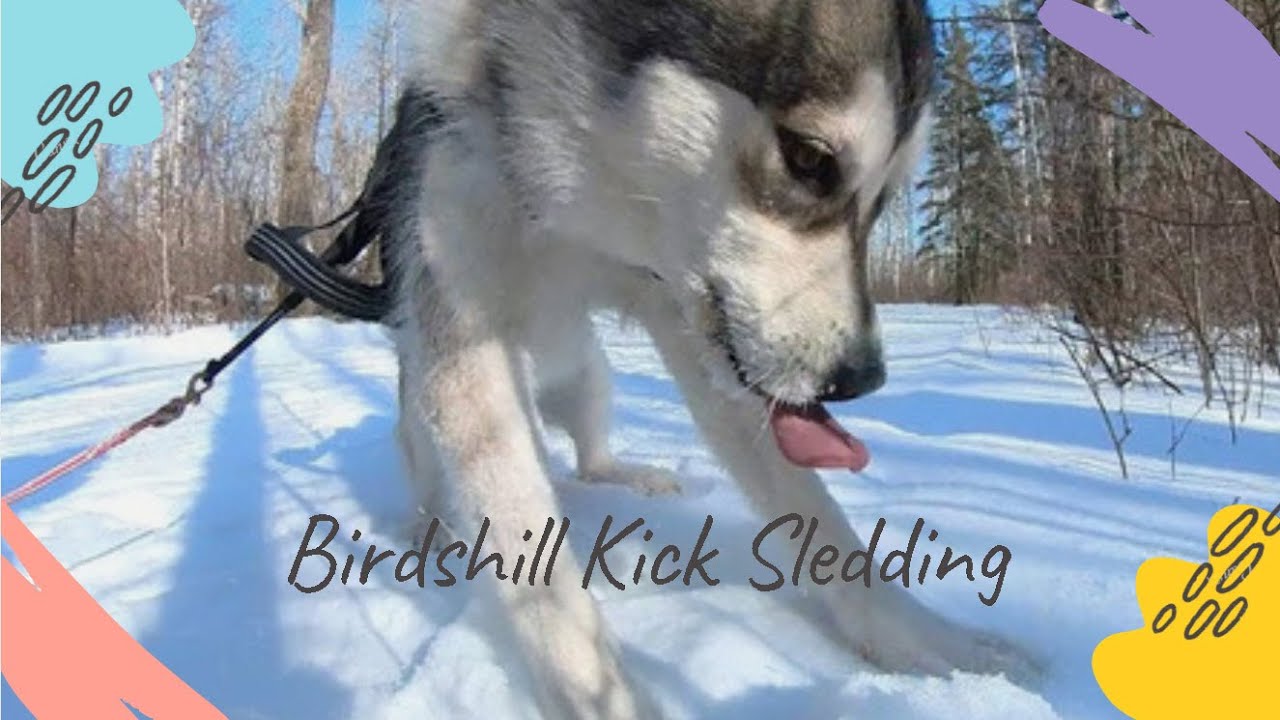 kick sledding with dogs Birdsbill park Manitoba - YouTube