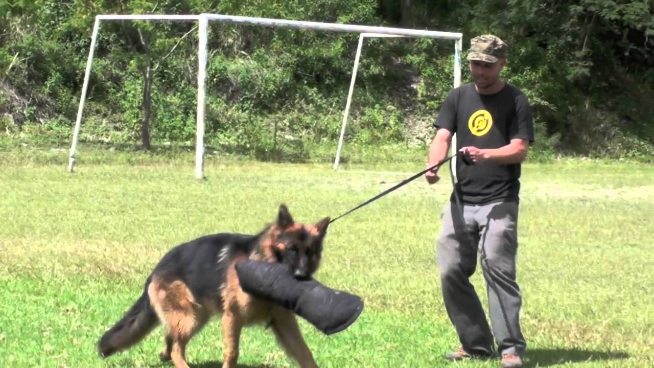 German Shepherd Introduction to Protection - YouTube