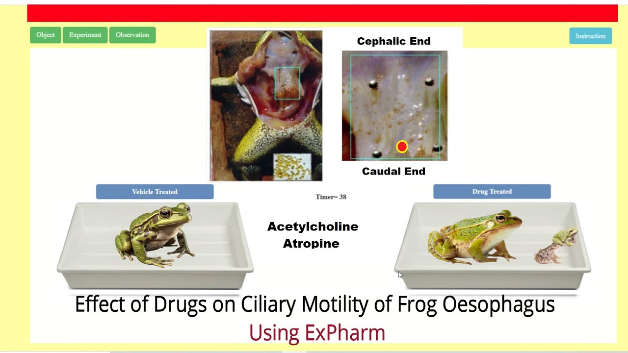 Effect of Drugs on Ciliary Motility of Frog Oesophagus | Ex-Pharm In ...