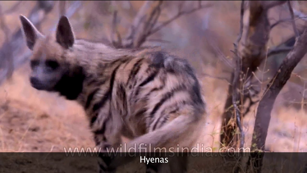 Adaptation in Mountains and Terrestrial Habitats - YouTube