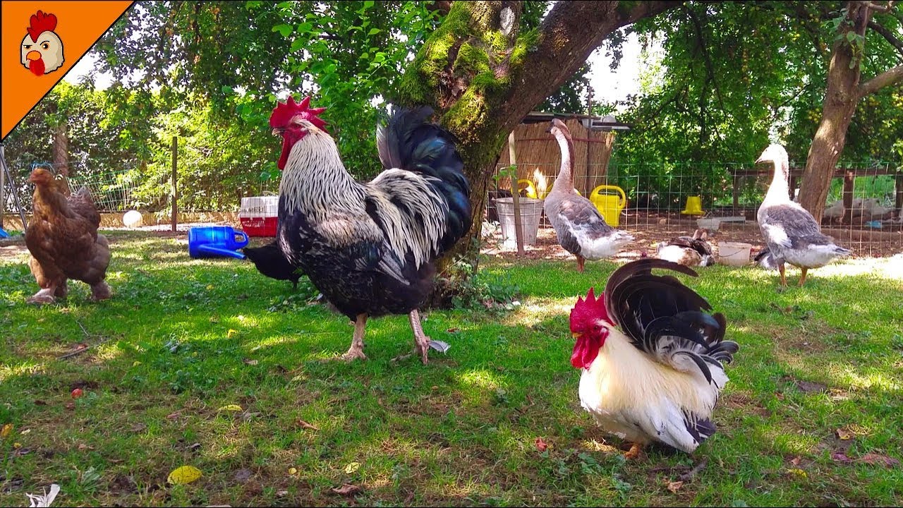 Rooster Noises in the Morning - Relaxing Farm Animals - Videos of ...