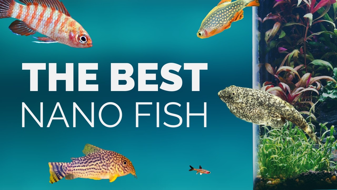 BEST nano fish for a small aquarium! - YouTube
