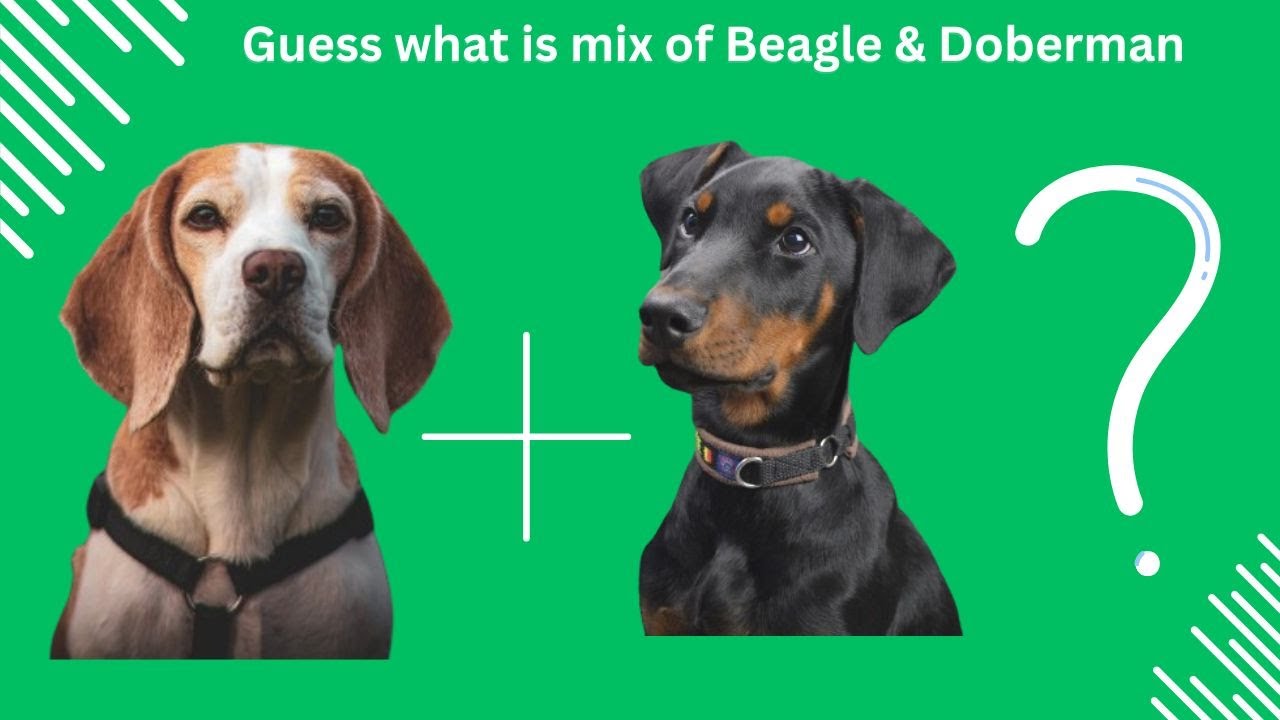 Beagleman: The Playful Doberman Mix with a Beagle Nose - YouTube