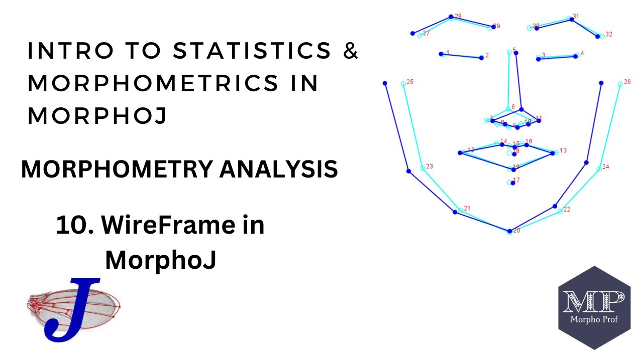 10. Wireframe in MorphoJ - YouTube