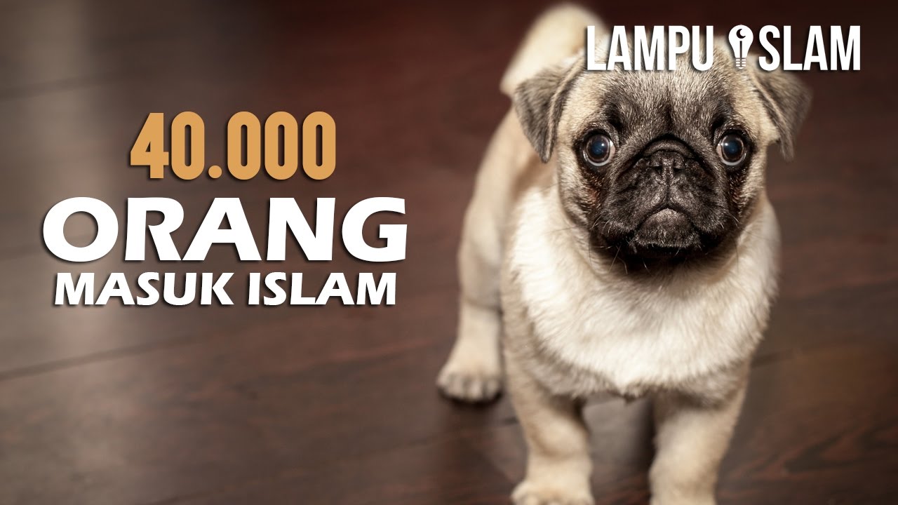 40.000 Orang Masuk Islam Melihat Tingkah Anjing Ini | Kisah Nyata - YouTube