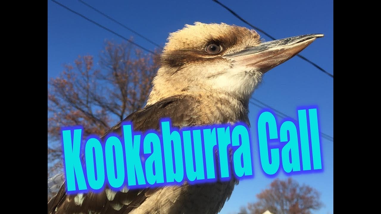 Super Loud Kookaburra Call - YouTube