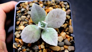 Kalanchoe - Donkey Ears Transplant