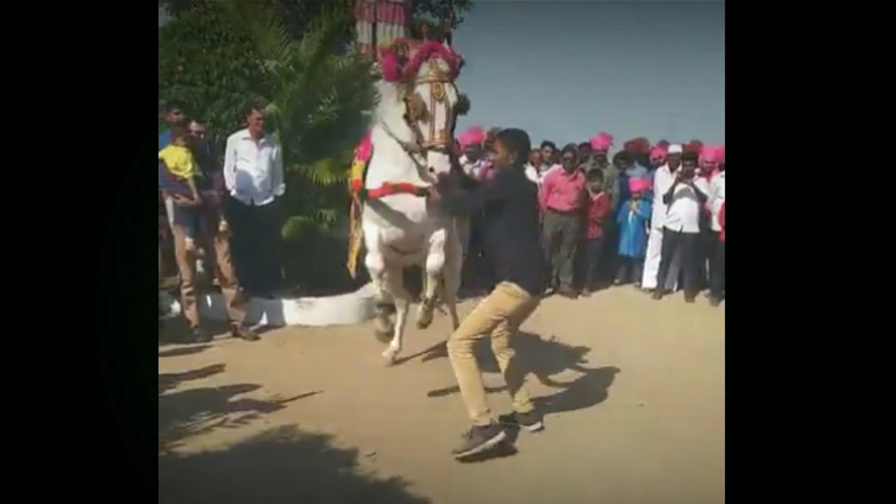 Shahrukh pathan horse dancing (sardar) - YouTube