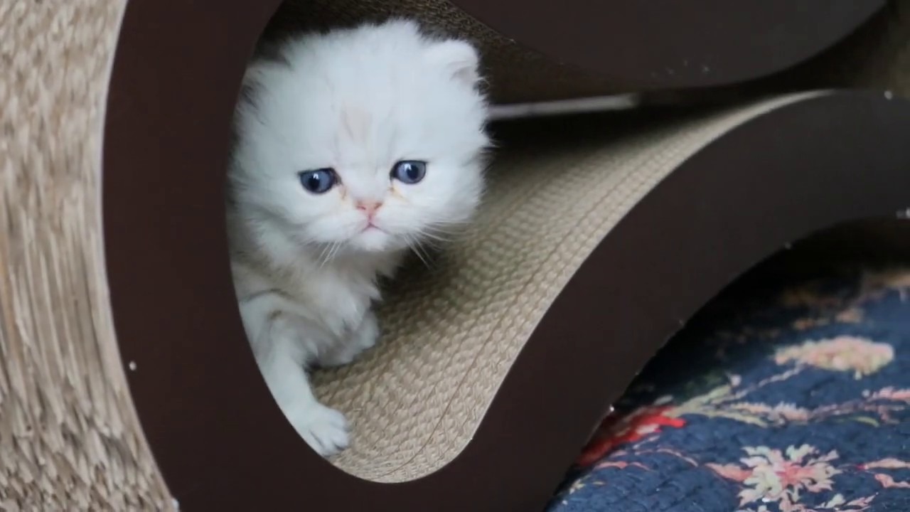 Shaded Silver Persian Kittens - Week 4 - 2nd Litter 2020/05/27 - YouTube