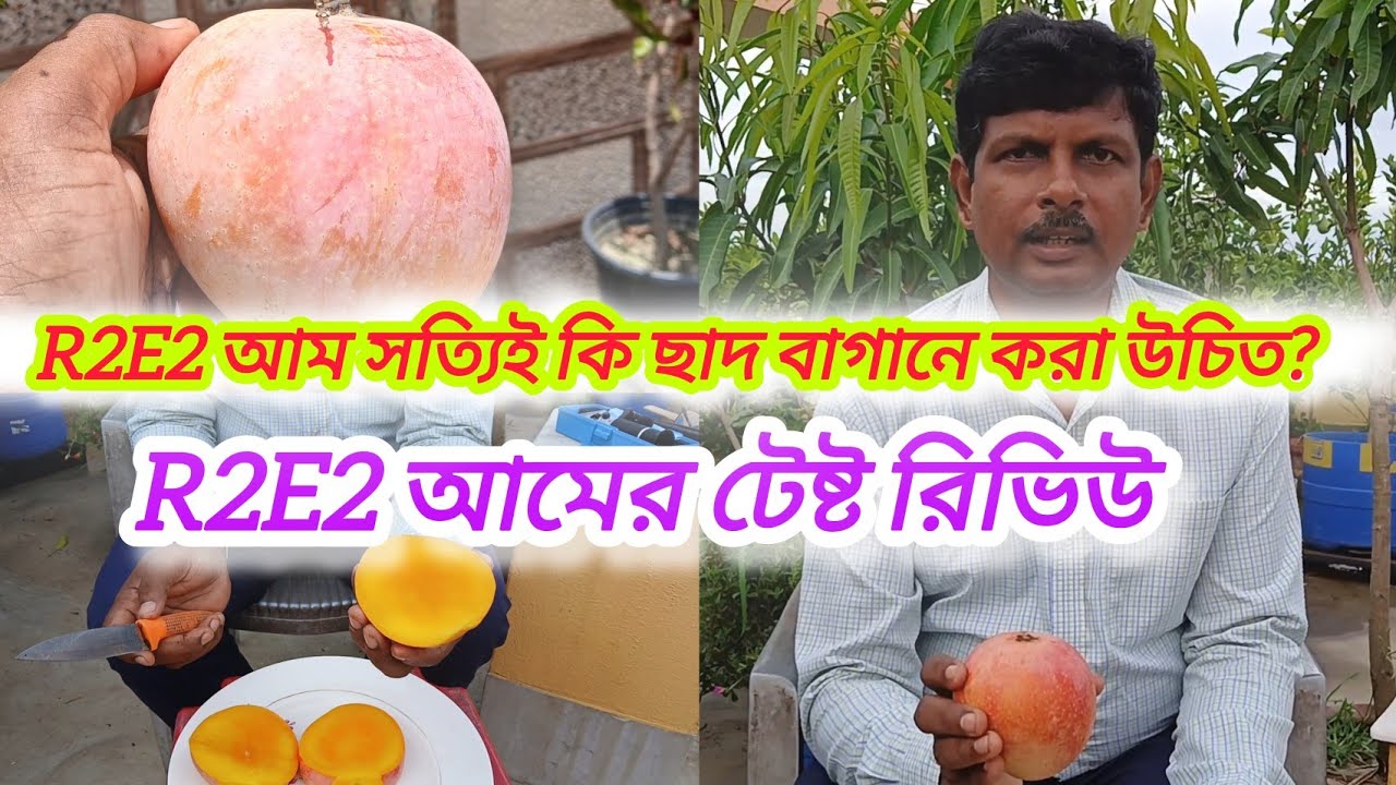 R2E2 আম খেতে কতটা ভাল ও ছাদ বাগানে কি চাষ করা উচিত?🥭।।Test review of ...
