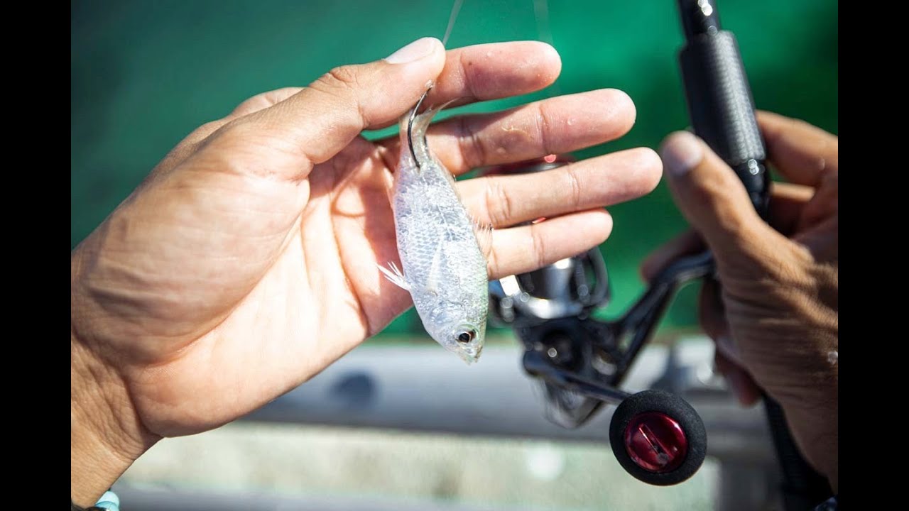 Fishing for SNAPPER with LIVE MOJARRA - Saltwater Fishing - YouTube