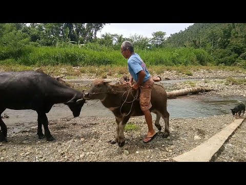 Riding Small Carabao | Papskang - YouTube