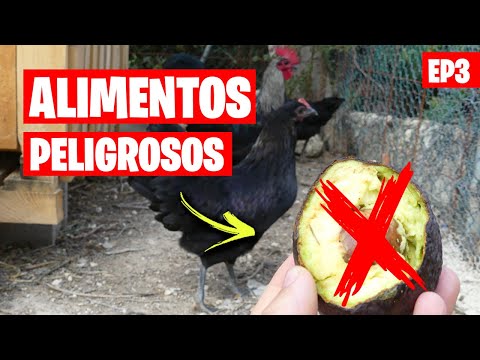 7 Alimentos que NO DEBES darle de comer a las Gallinas 🐔 EP3 | La Huerta de Ivan
