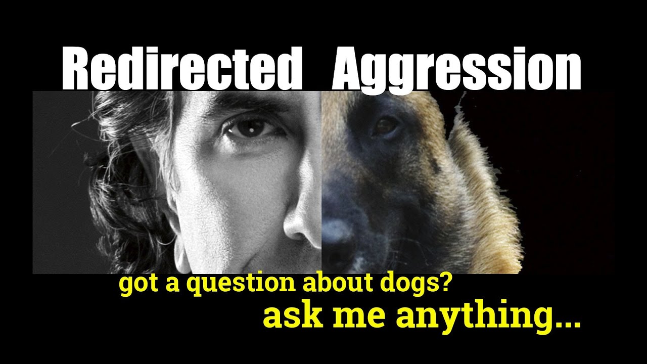 Redirected Aggression in Dogs- ask me anything - Dog Training and ...