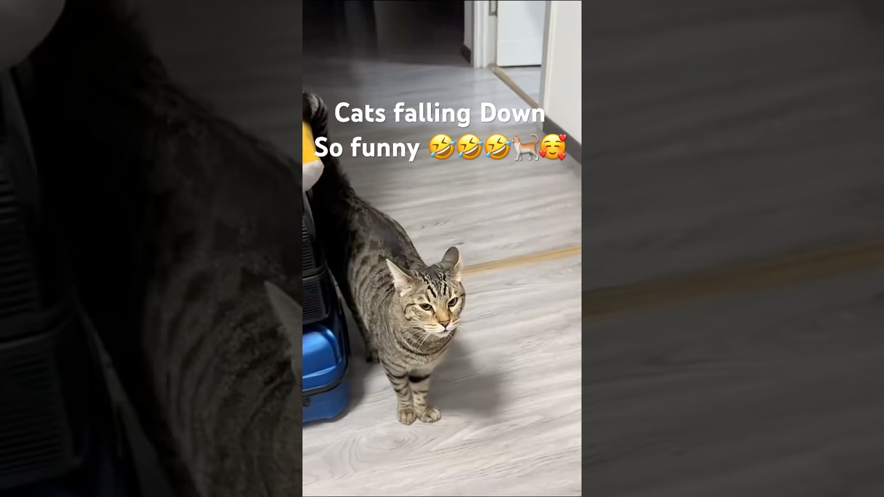 Cats falling down 🤣🥰🐈#catcatshortfunny #cat - YouTube