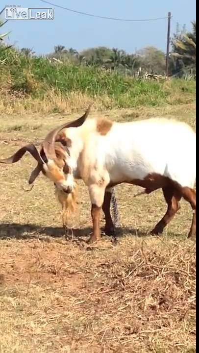 Erect Goat Proudly Urinating into his his Mouth - YouTube