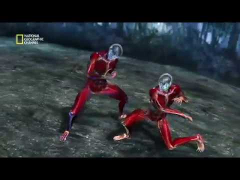 FIGHT MASTERS - SILAT | National Geographic Channel | (2009) - YouTube
