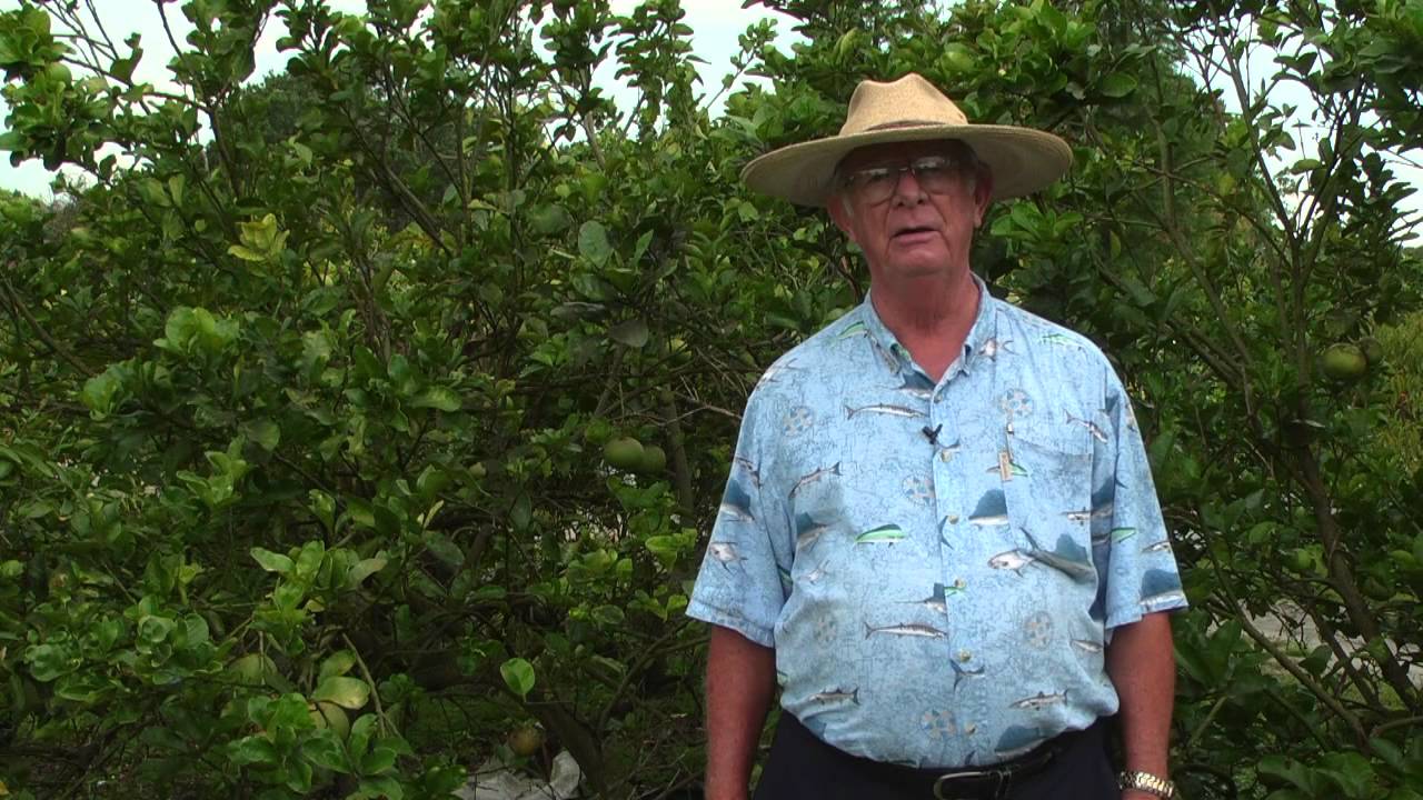 What is a Pummelo Tree - YouTube
