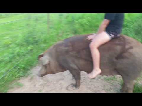 Riding pig