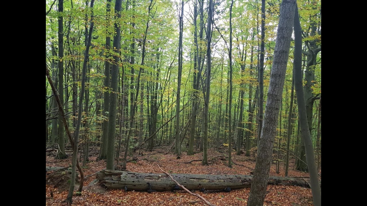 Badínsky prales - YouTube