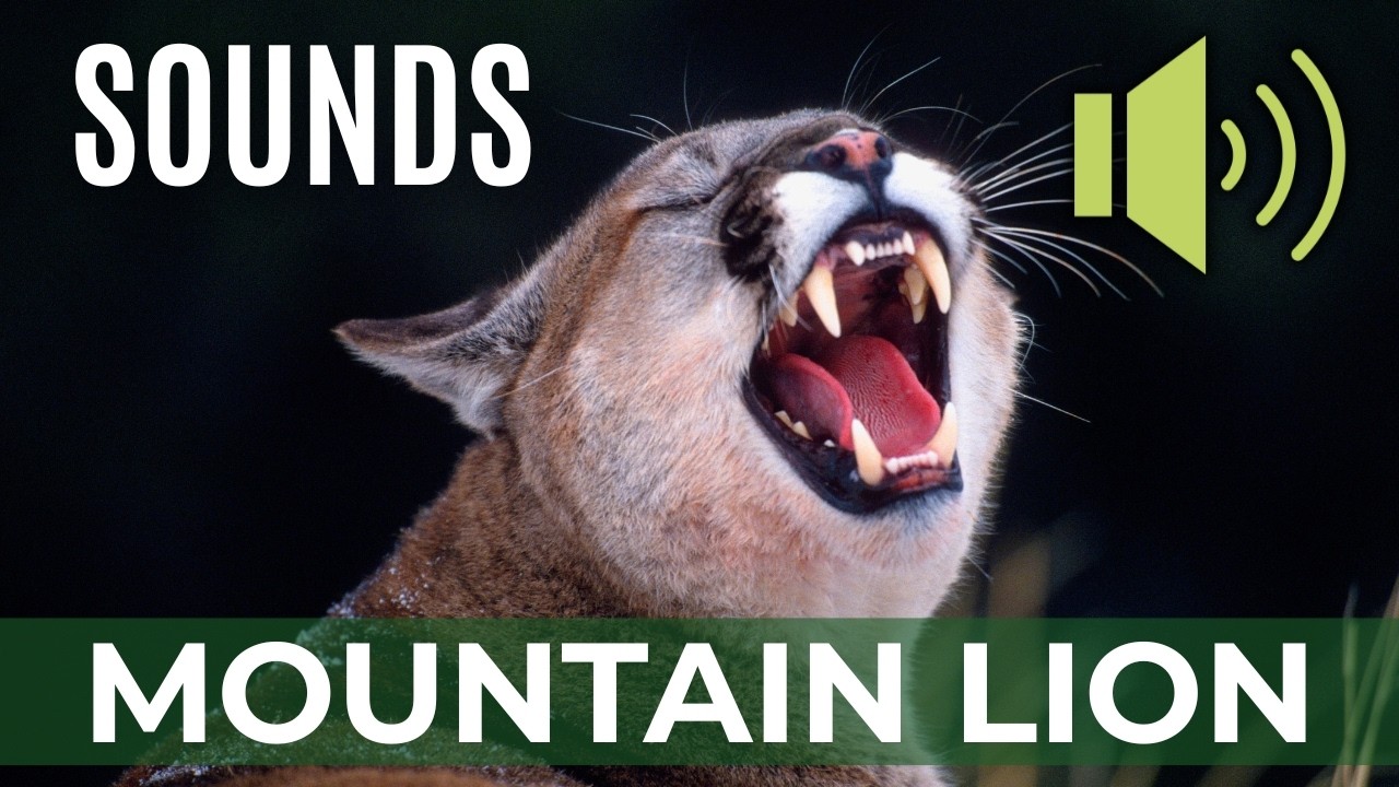 What Does a Mountain Lion Sound Like? (Terrifying Growl of a Cougar ...