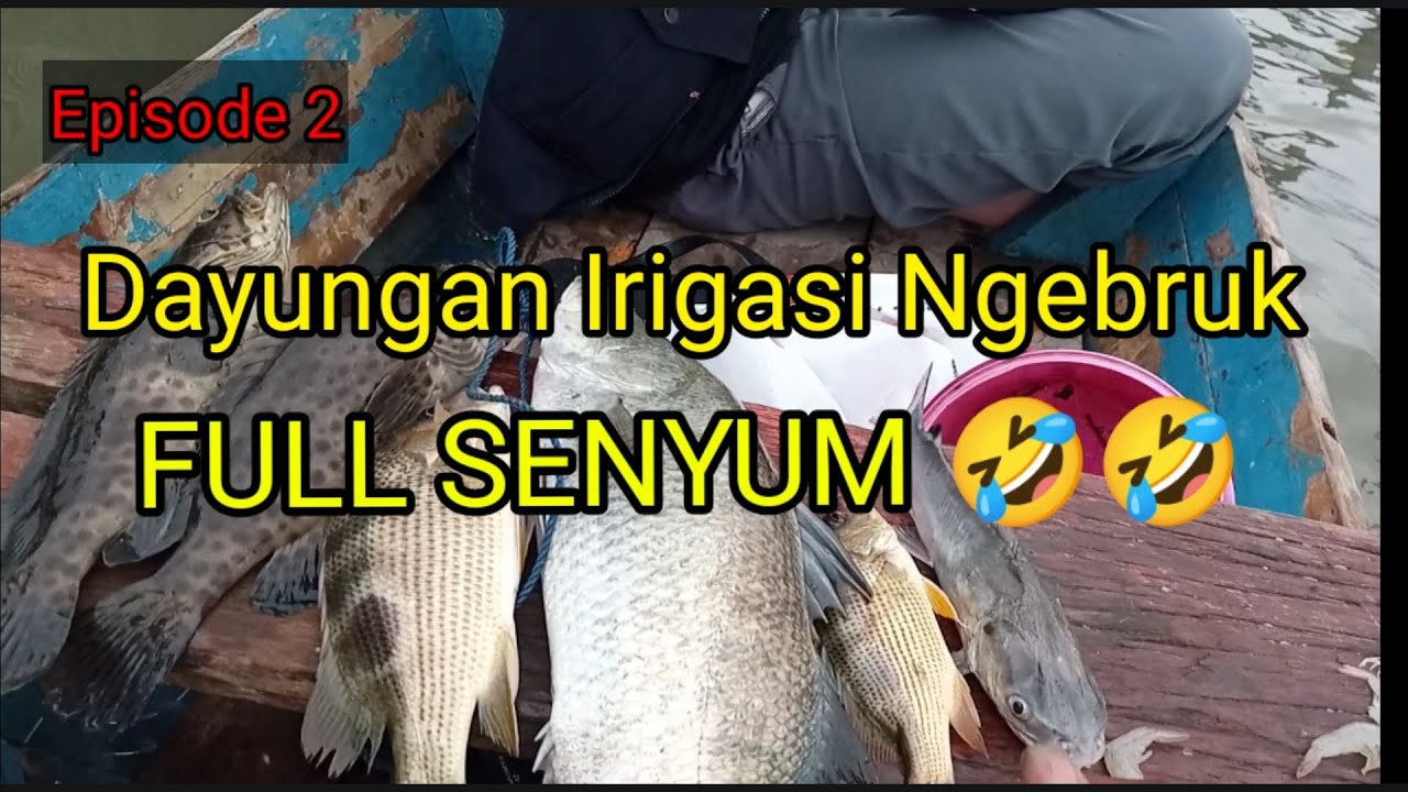 ep. 2 - dayungan irigasi ngebruk mangkang FULL SENYUM - YouTube