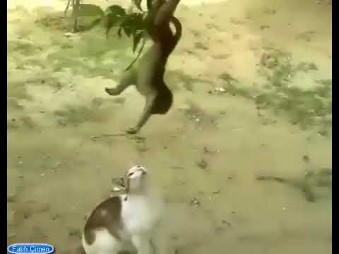 Kedi ile Maymun Enciğinin Arasın da Olan Diyolog  FABL
