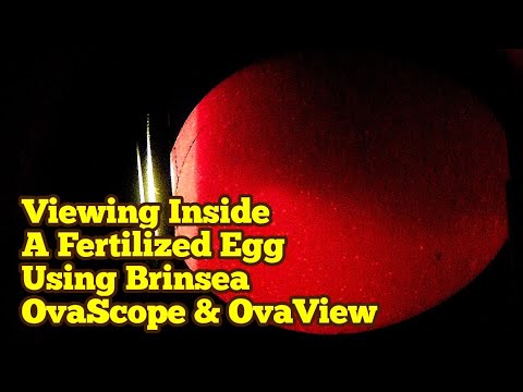 Viewing Inside A Fertilized Egg Using Brinsea OvaScope & OvaView Egg ...
