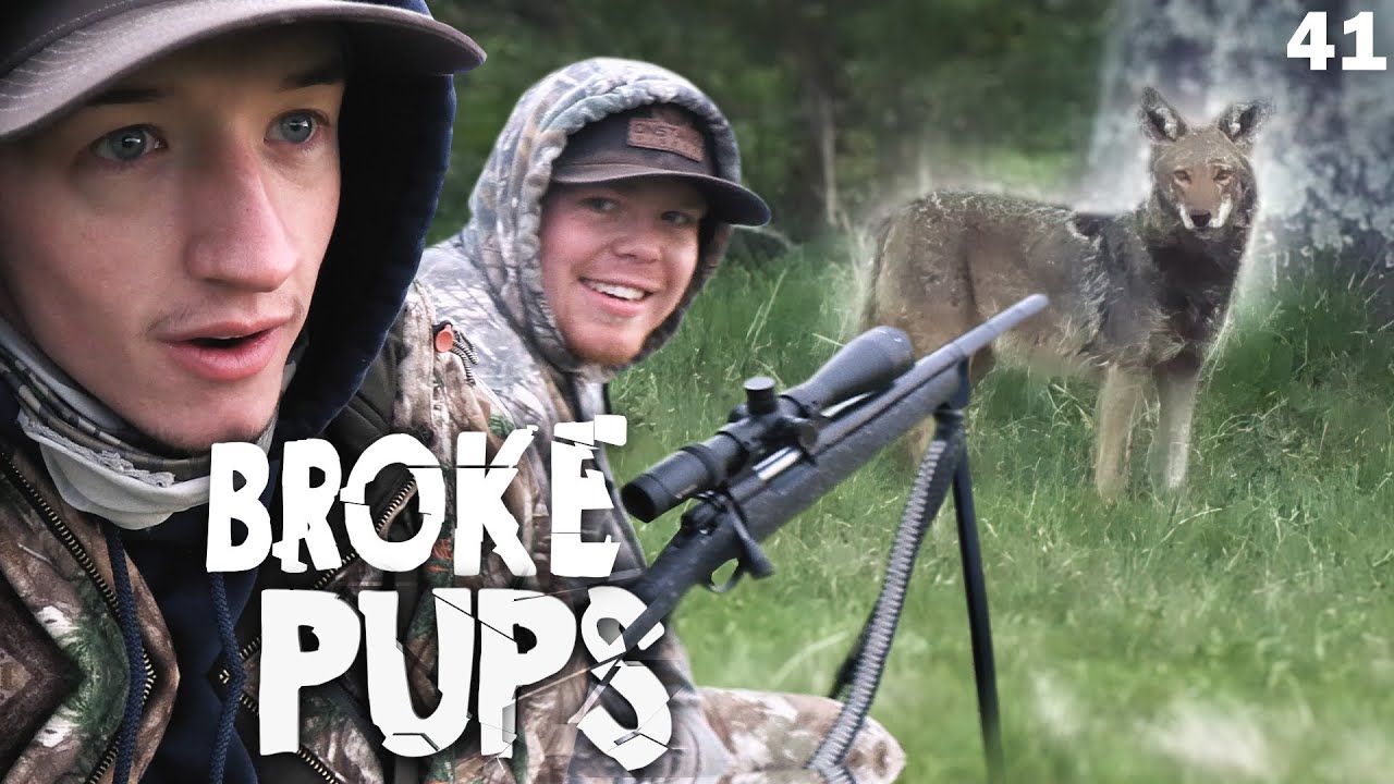 MONSTER COYOTE!! Howling In Coyotes (Kentucky Coyote Hunting) - YouTube