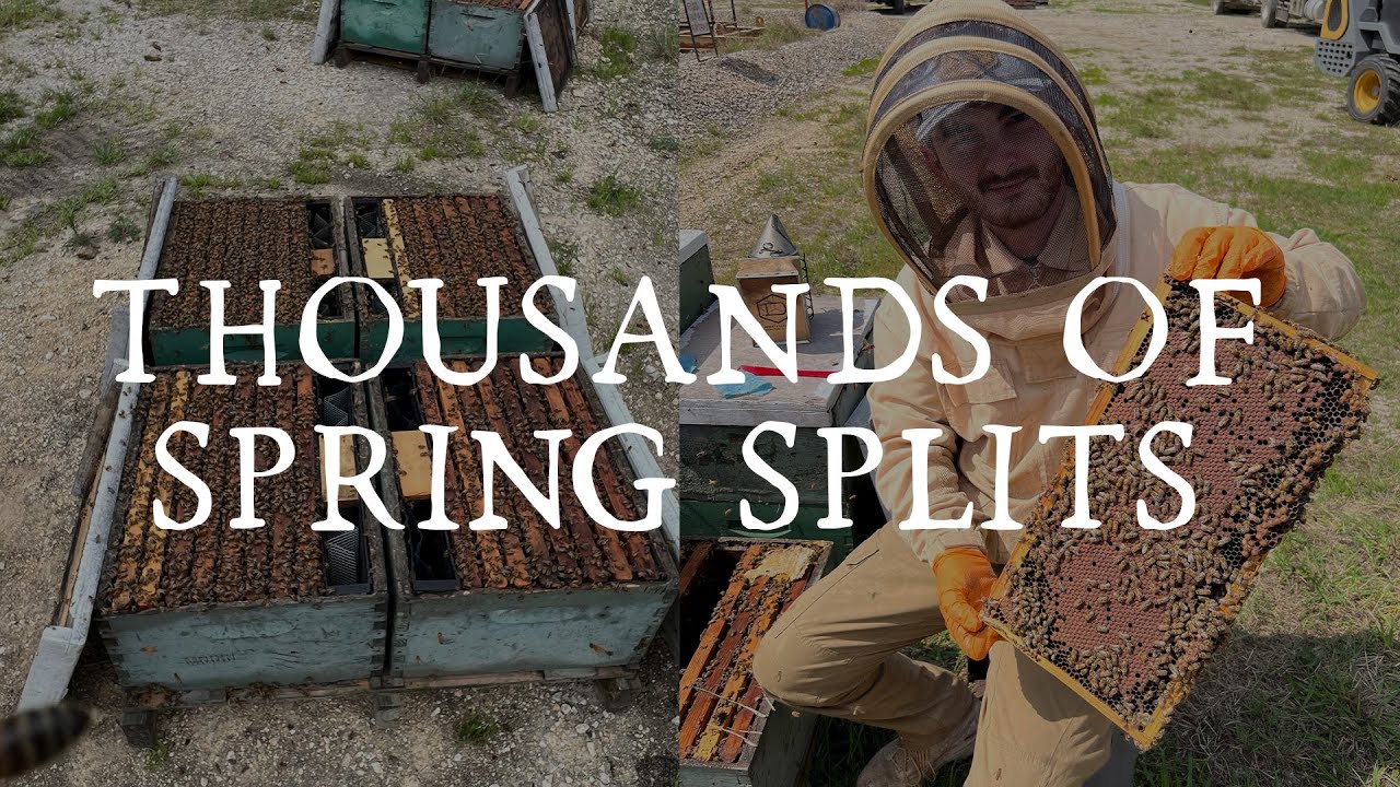 Making New Bees! Splits in a Commercial Operation - YouTube