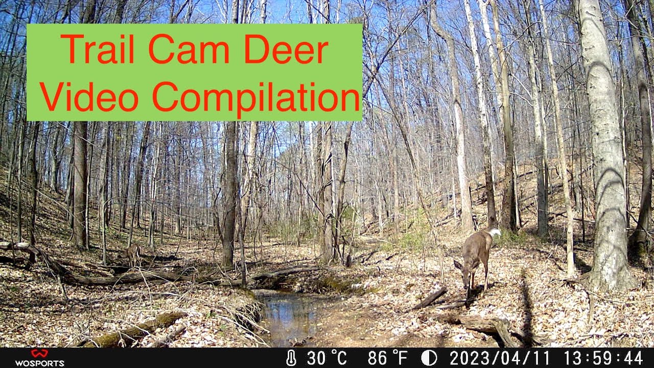 Caught on Traill Cam - Compilation of Deer for the week of April 9 2023 ...
