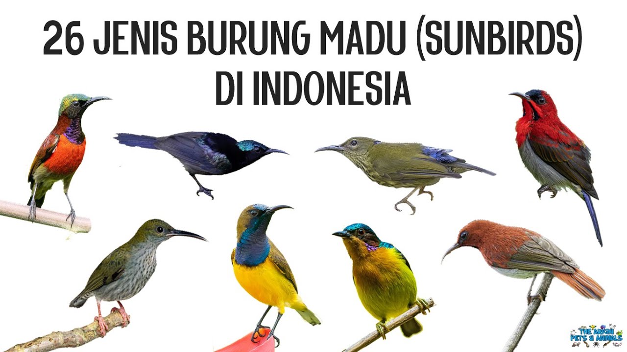 26 Jenis Sunbird / Burung Madu / Pijantung di Indonesia - YouTube