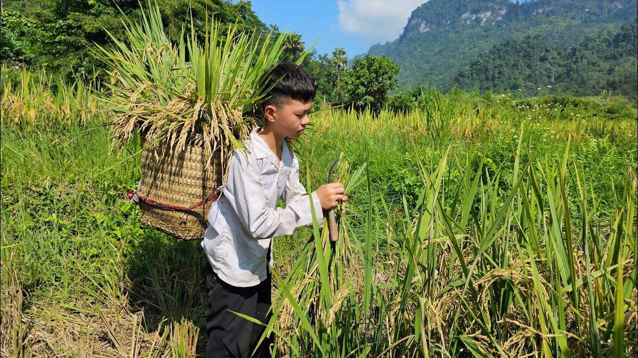 Orphan Boy - Harvesting rice to dry, Raising Duck Farm, Gardening ...